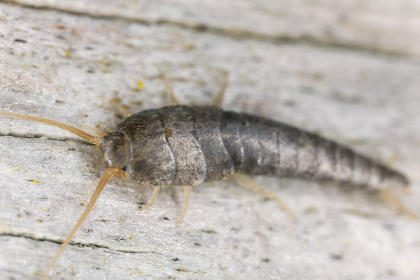 Silverfish Removal in Jacksonville, FL - Bug Man
